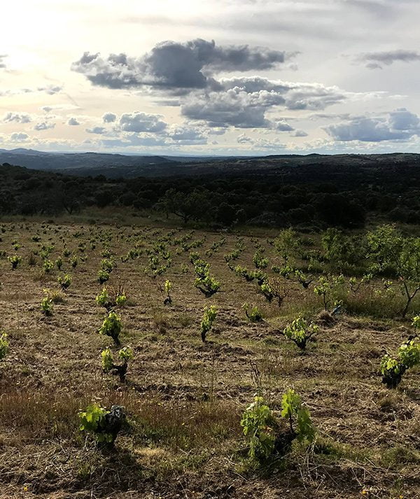 Viñedos - Dominio del Noveno